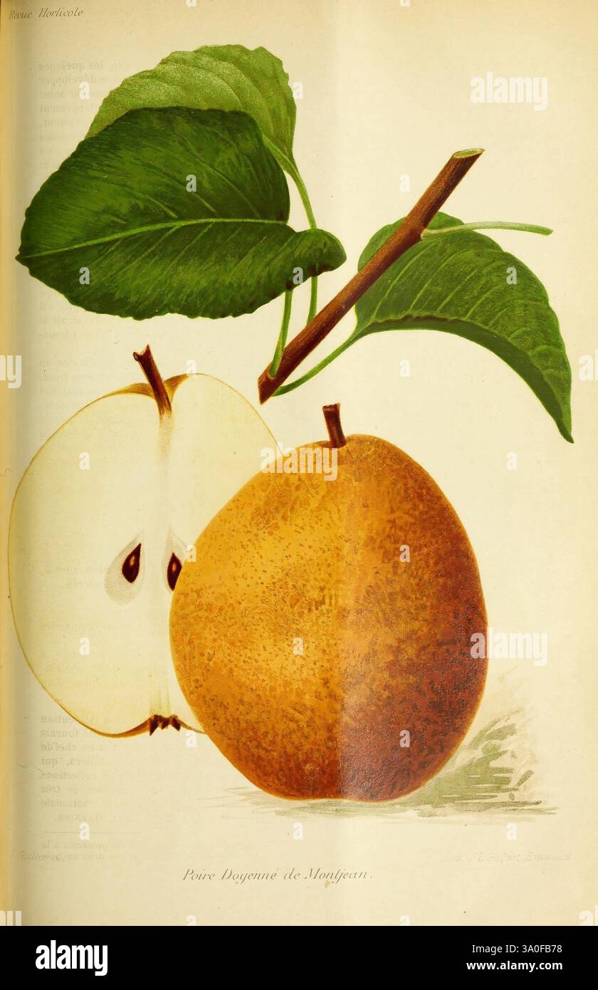 Two varieties of pears hi-res stock photography and images - Alamy
