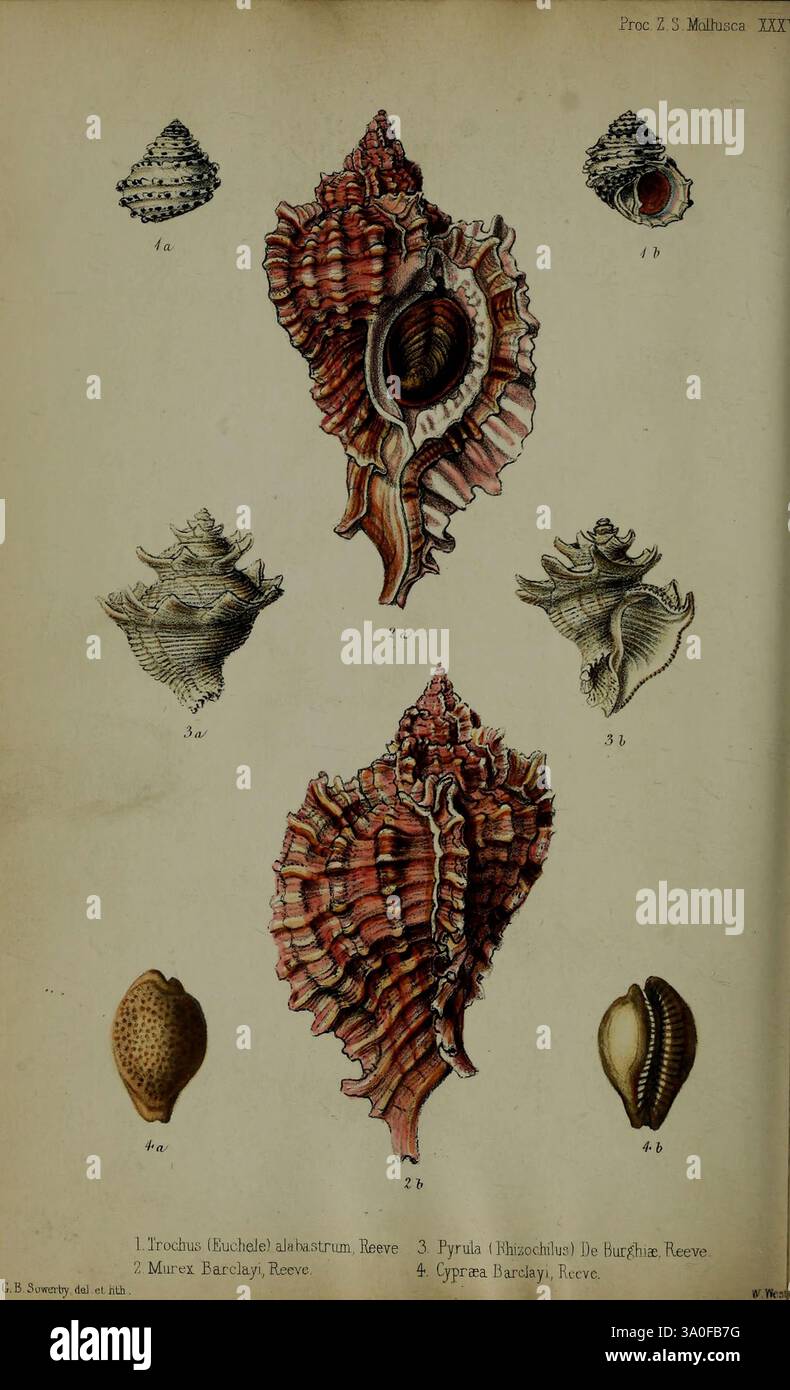 Exhibiting distinct characteristics hi-res stock photography and images ...