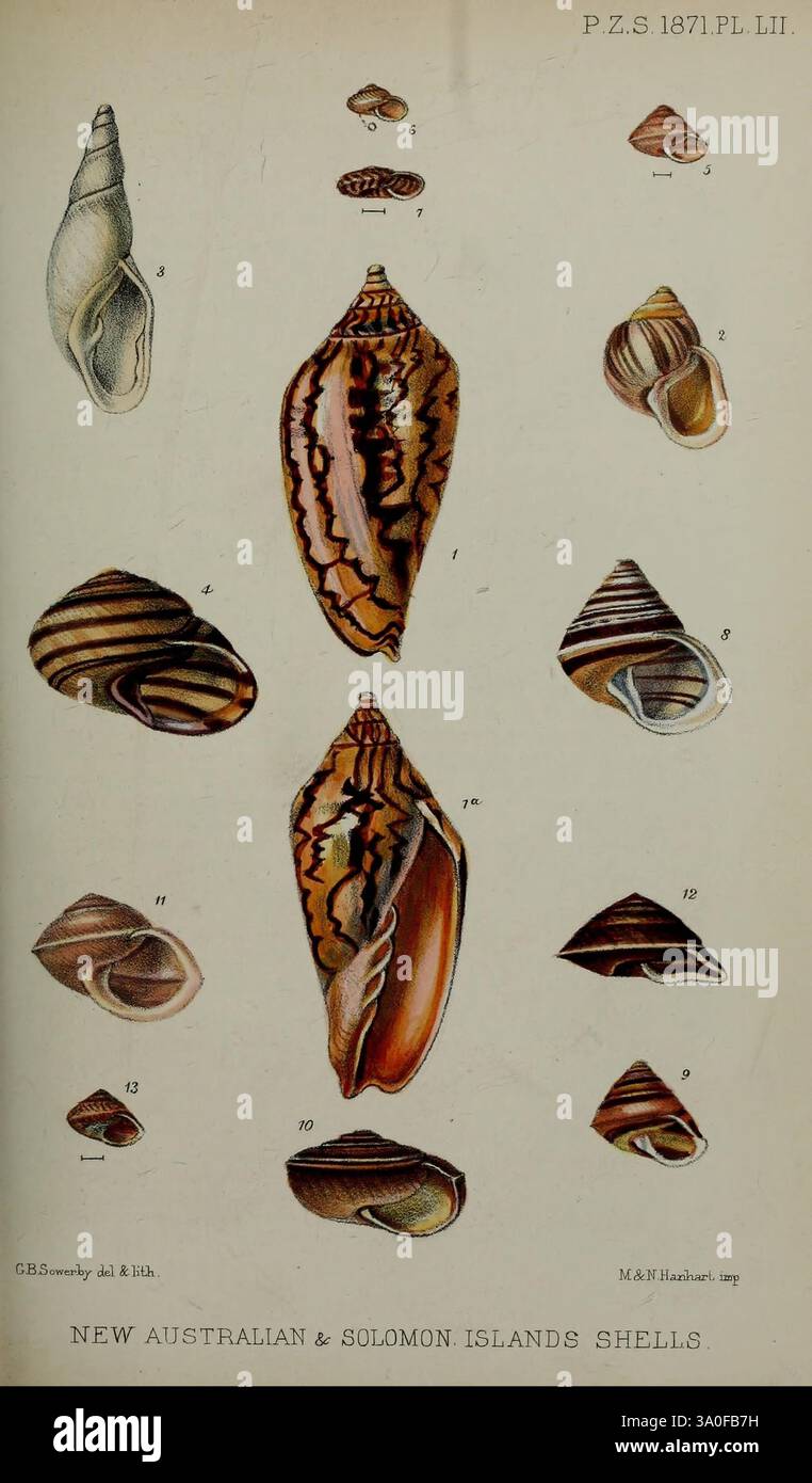 Coloration typical of marine mollusks hi-res stock photography and images - Alamy