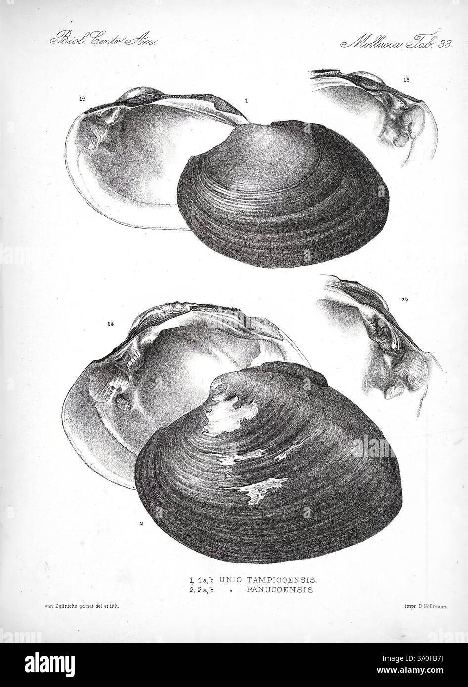 Unio tampicoensis hi-res stock photography and images - Alamy