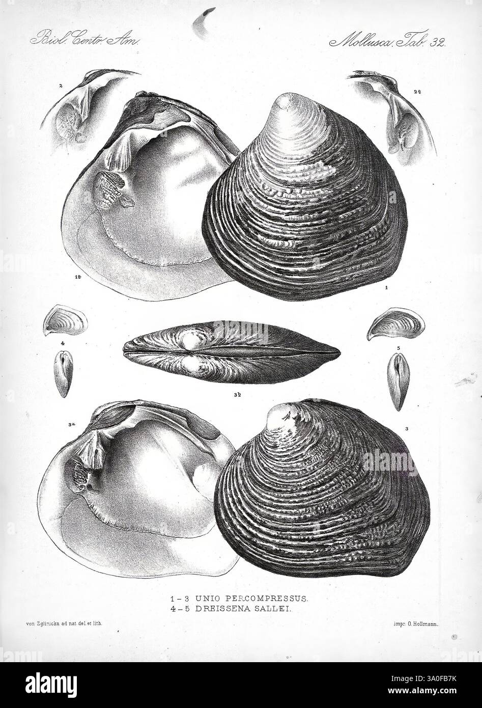 Biologia Centrali-Americana London, 1879-1915, archaeology, botany ...