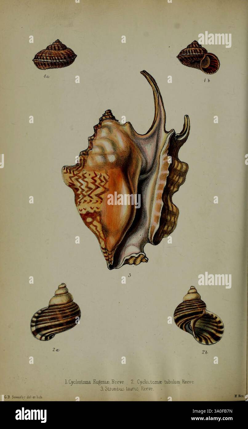Proceedings of the Zoological Society of London 1856 London Academic ...