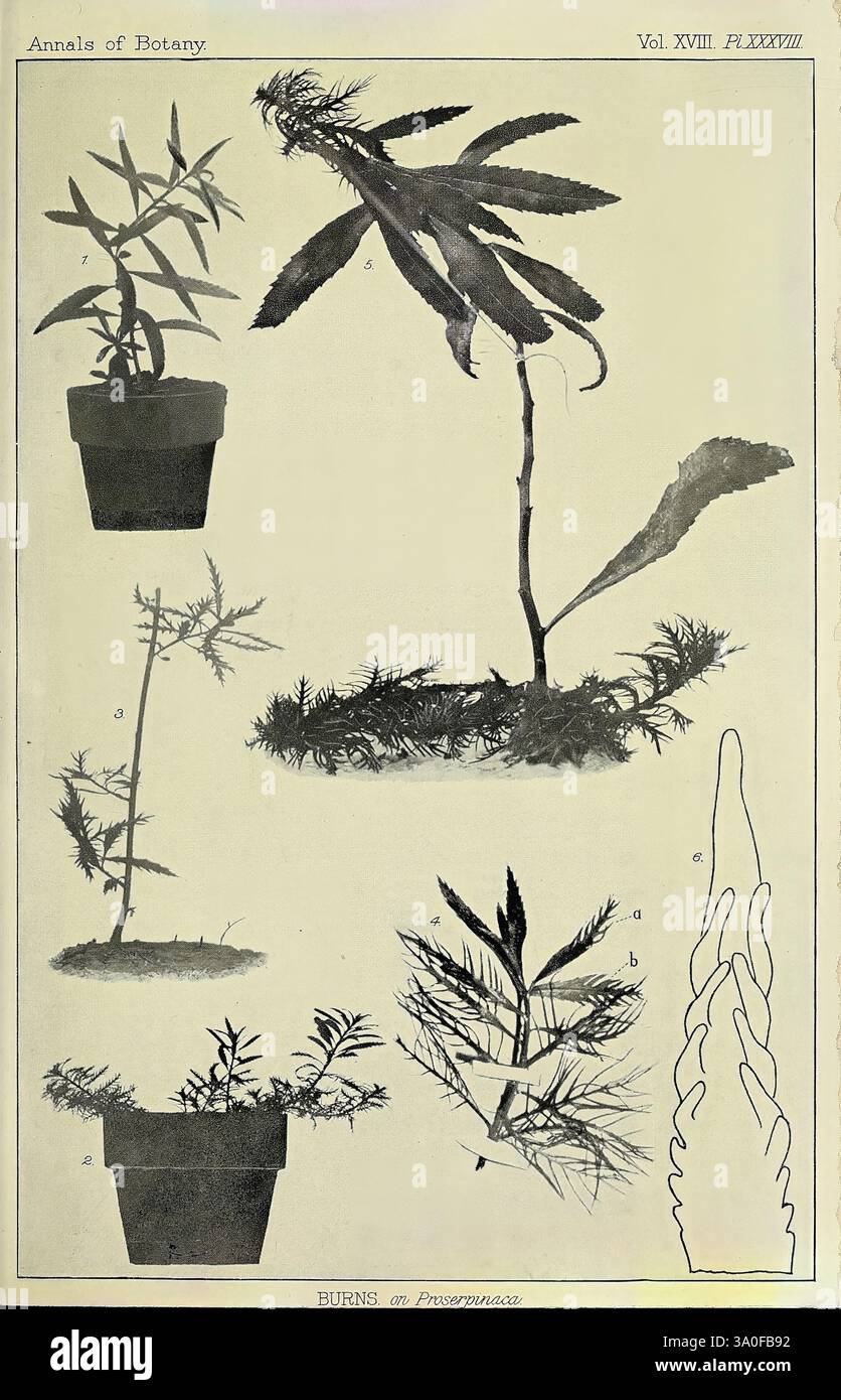 Annals of Botany, London, botany, periodicals, plants, A collection of ...