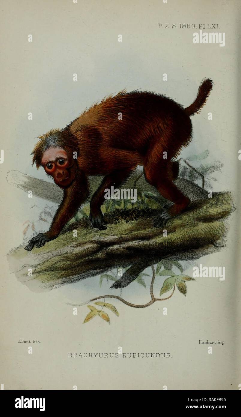 Brachyurus rubicundus hi-res stock photography and images - Alamy