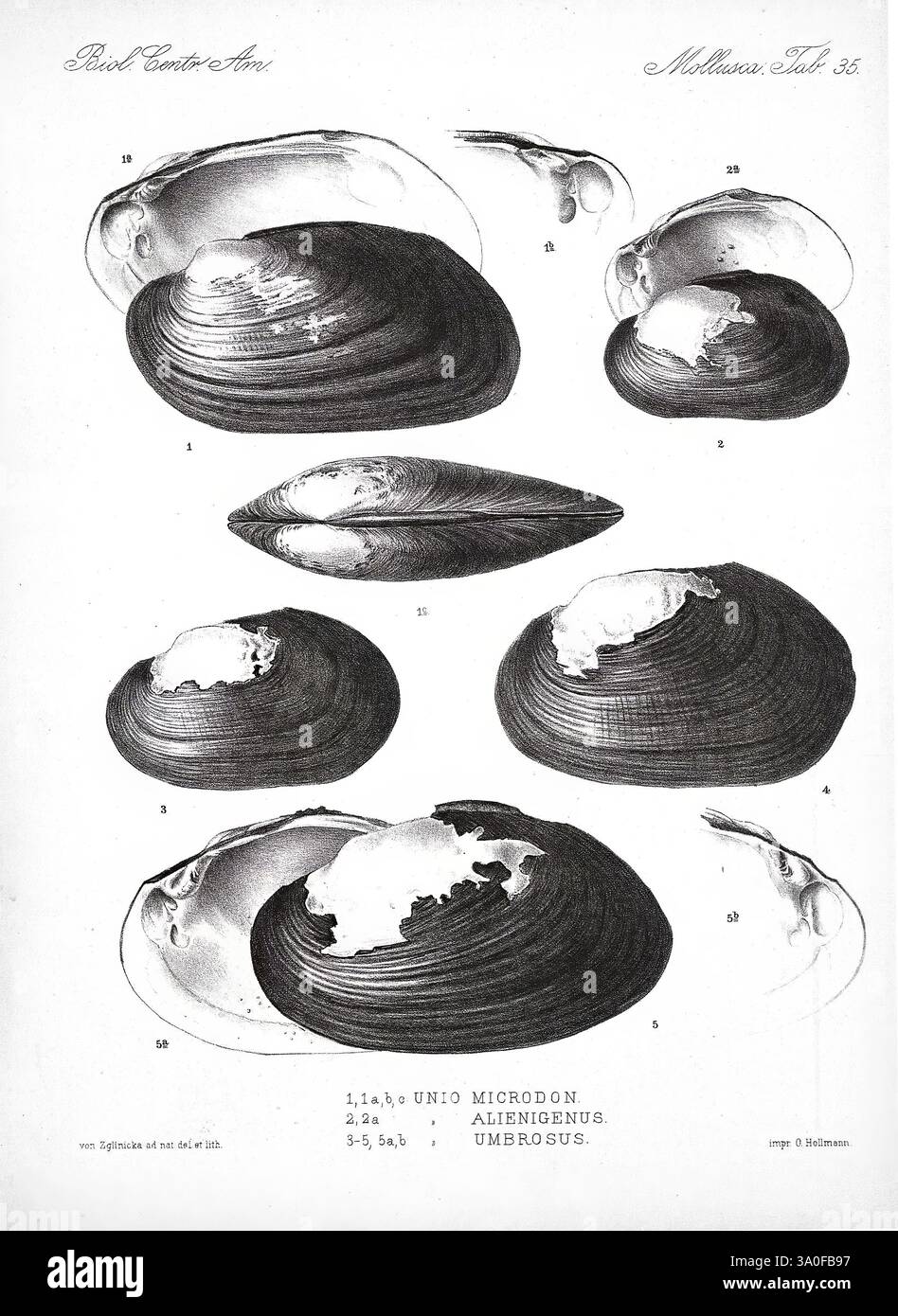 Detailed study of various bivalve mollusks hi-res stock photography and ...