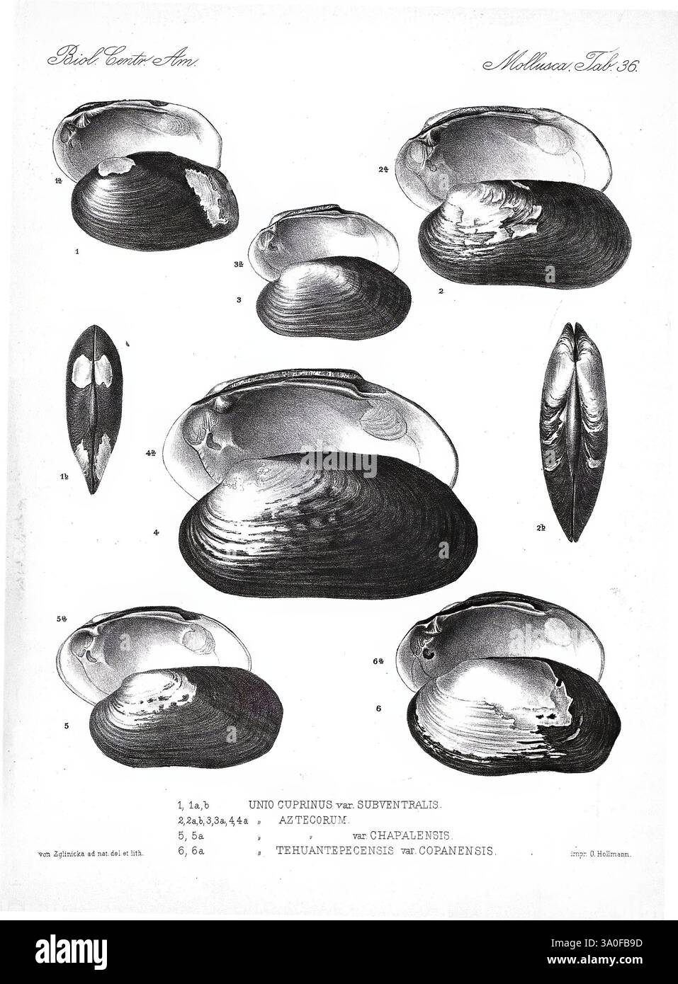 Biologia Centrali-Americana London Published for the editors by R. H ...