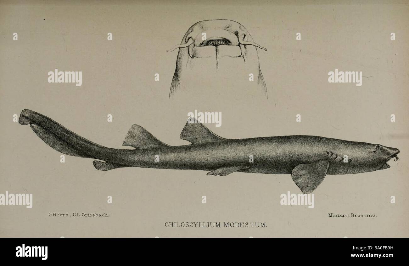 Chiloscyllium hasselti hi-res stock photography and images - Alamy