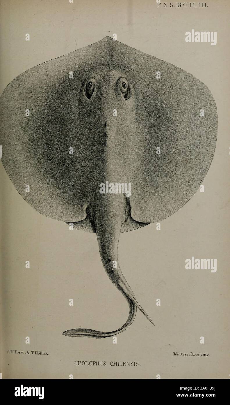 Stingrays features hi-res stock photography and images - Alamy