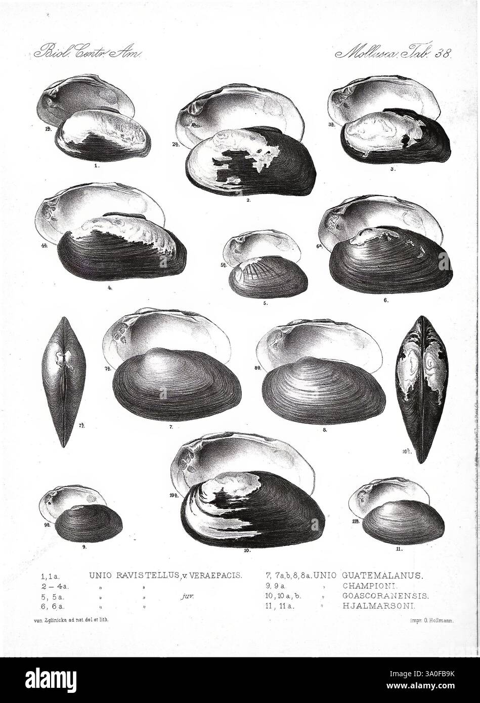 Biologia Centrali-Americana London, 1879-1915, archaeology, botany ...