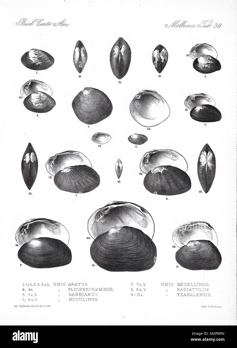 Biologia Centrali-Americana London, 1879-1915 Archaeology Botany ...