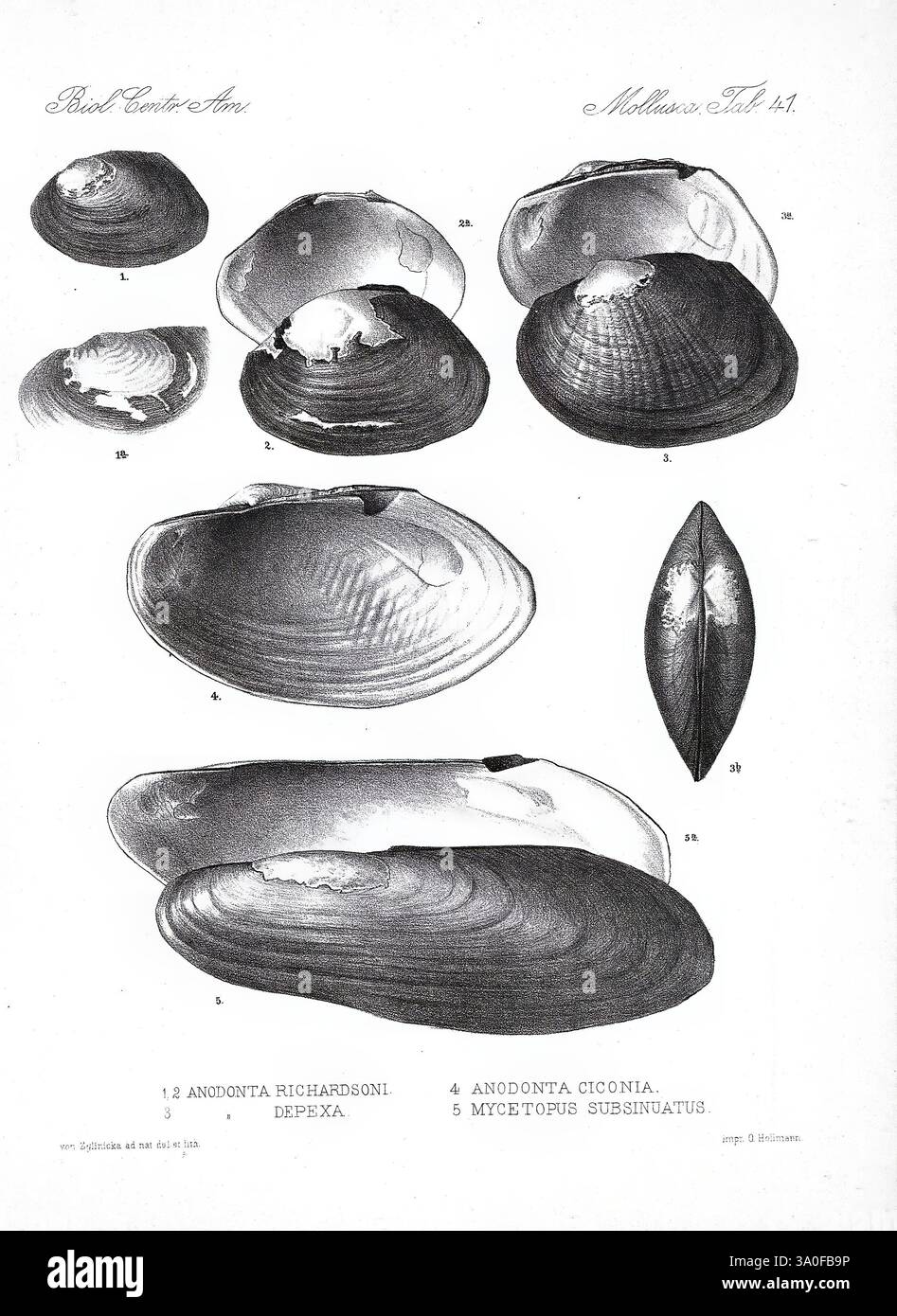 Biologia Centrali-Americana London, 1879-1915, archaeology, botany ...