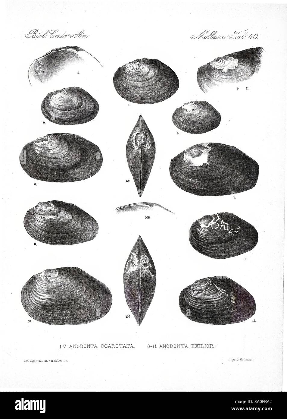 Various species of mussels hi-res stock photography and images - Alamy