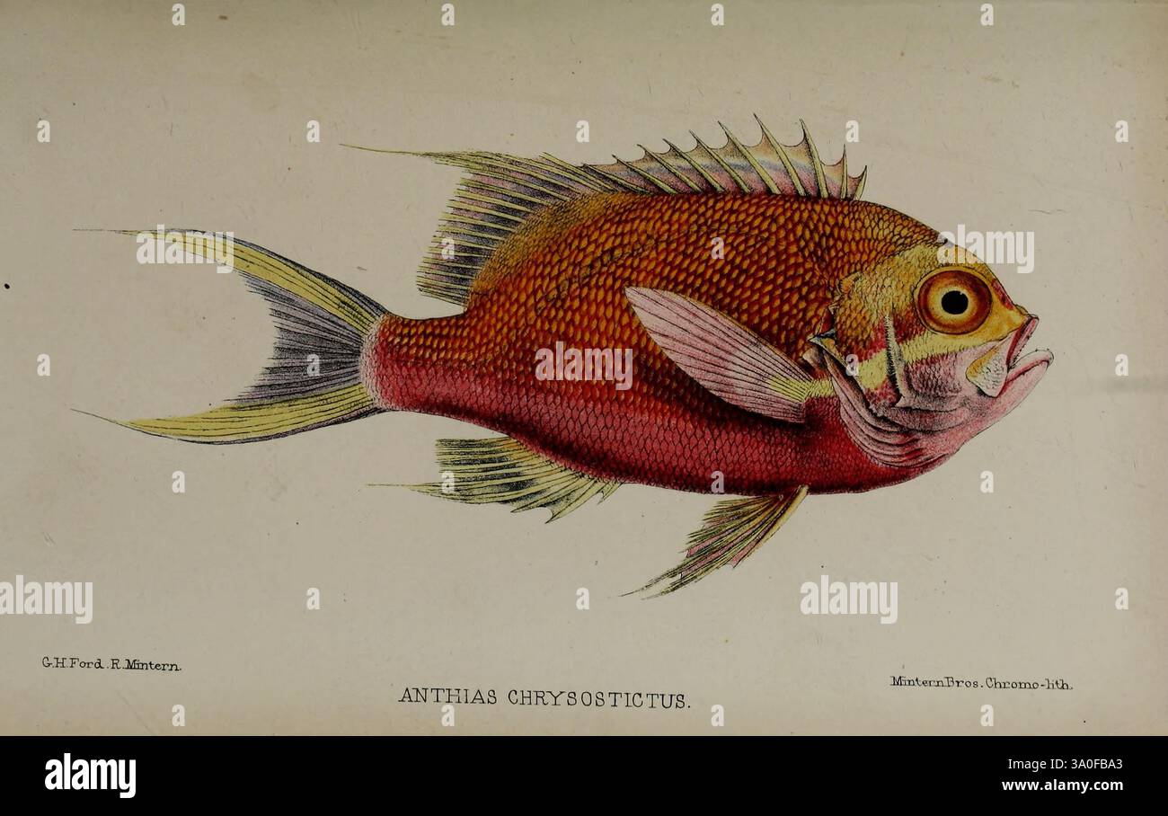 Fishs lively appearance hi-res stock photography and images - Alamy