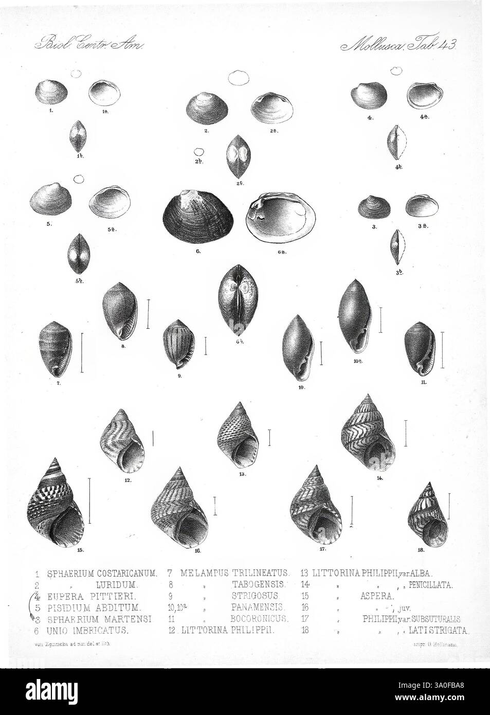 Sphaerium constrictum hi-res stock photography and images - Alamy