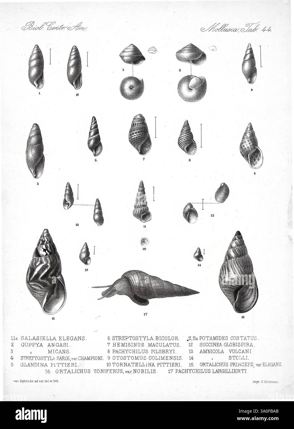 Series of detailed depictions of various mollusk species hi-res stock ...