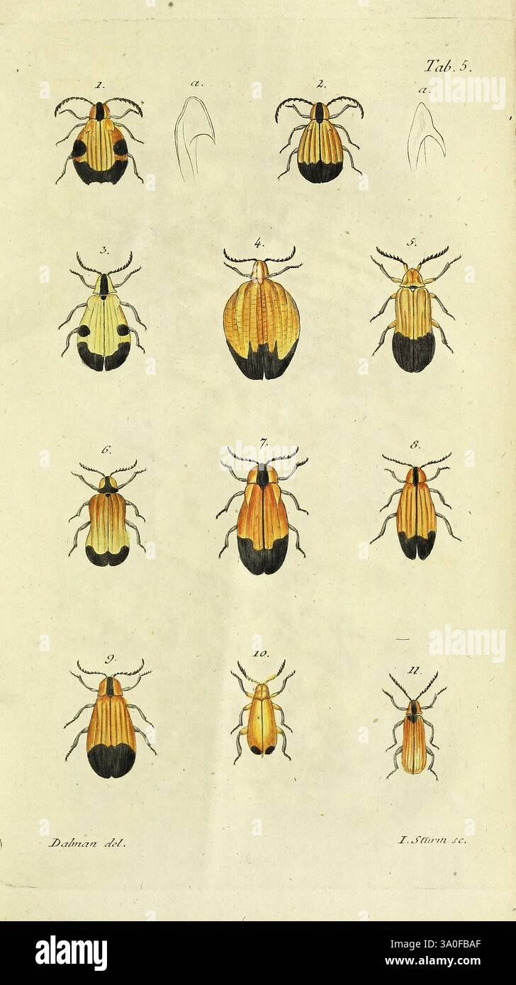 Displays five beetles hi-res stock photography and images - Alamy