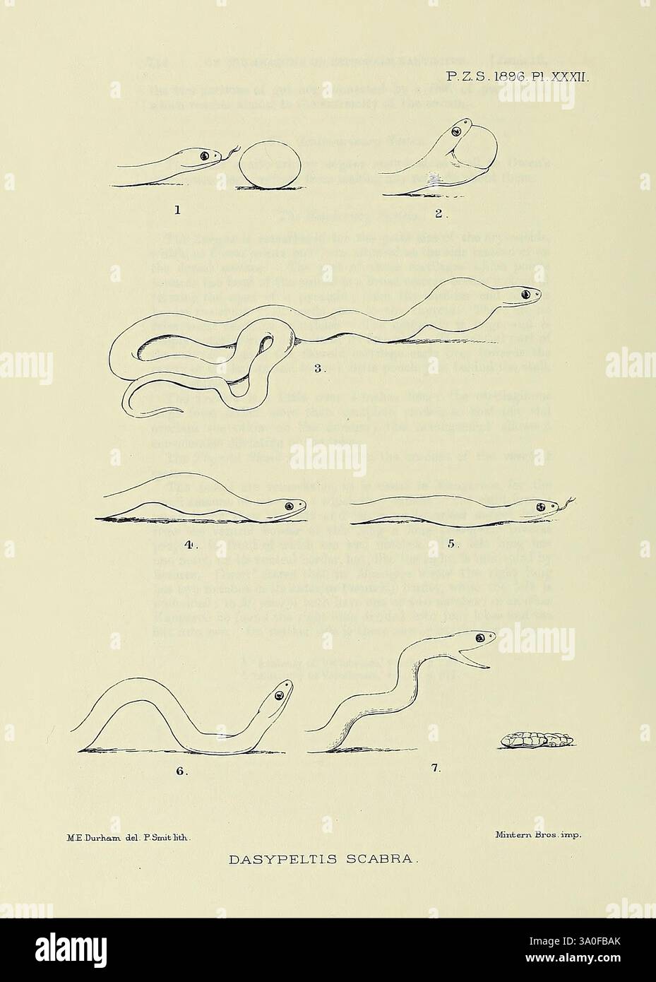 Showcases various positions hi-res stock photography and images - Alamy