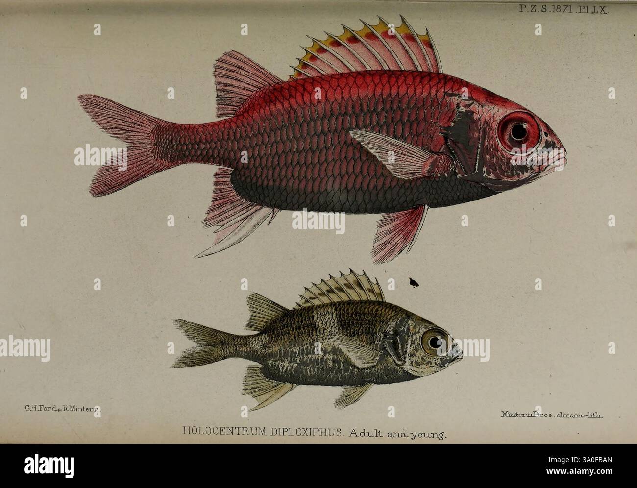 Subdued fish exhibits hi-res stock photography and images - Alamy