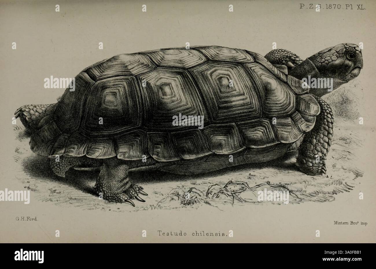 Prominent hexagonal shapes hi-res stock photography and images - Alamy