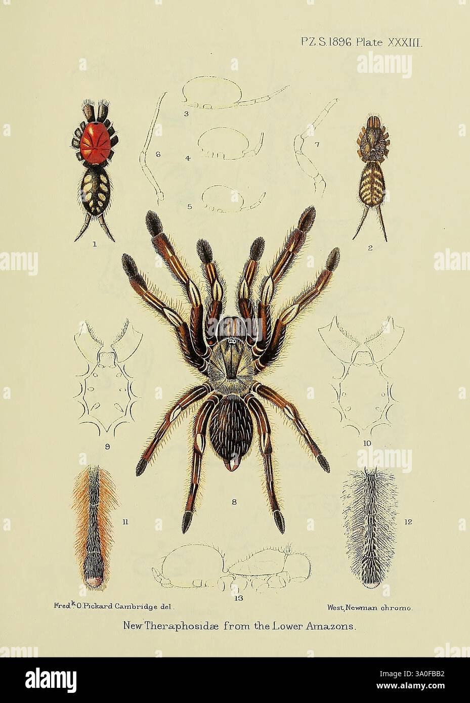 Detailed study of various species of spiders hi-res stock photography ...