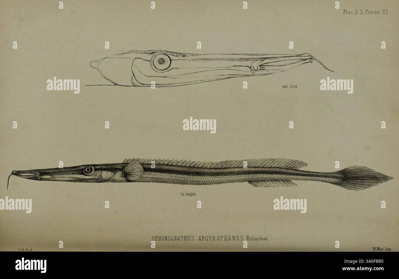 Full length representation showcases hi-res stock photography and ...