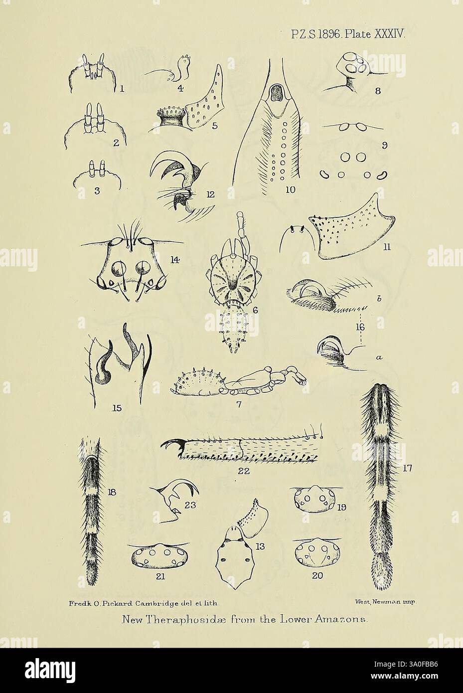 Numbered figure showcases detailed drawings hi-res stock photography ...