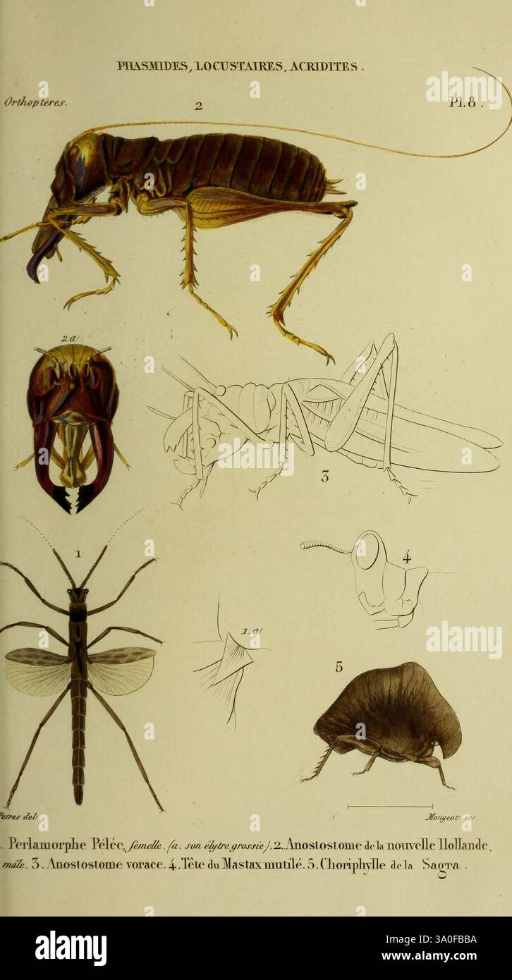 Histoire naturelle des insectes Paris, Librairie encyclopédique de ...
