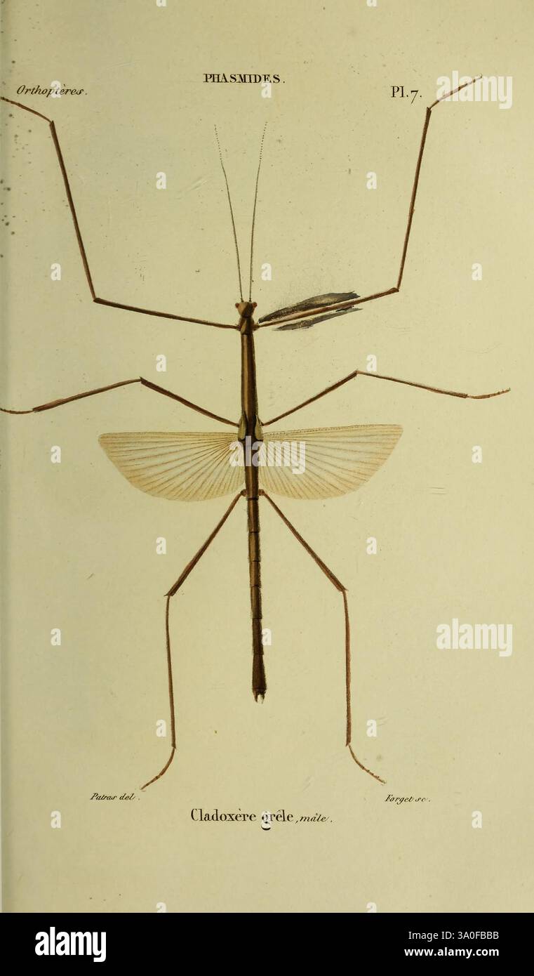Species cladocera grele hi-res stock photography and images - Alamy