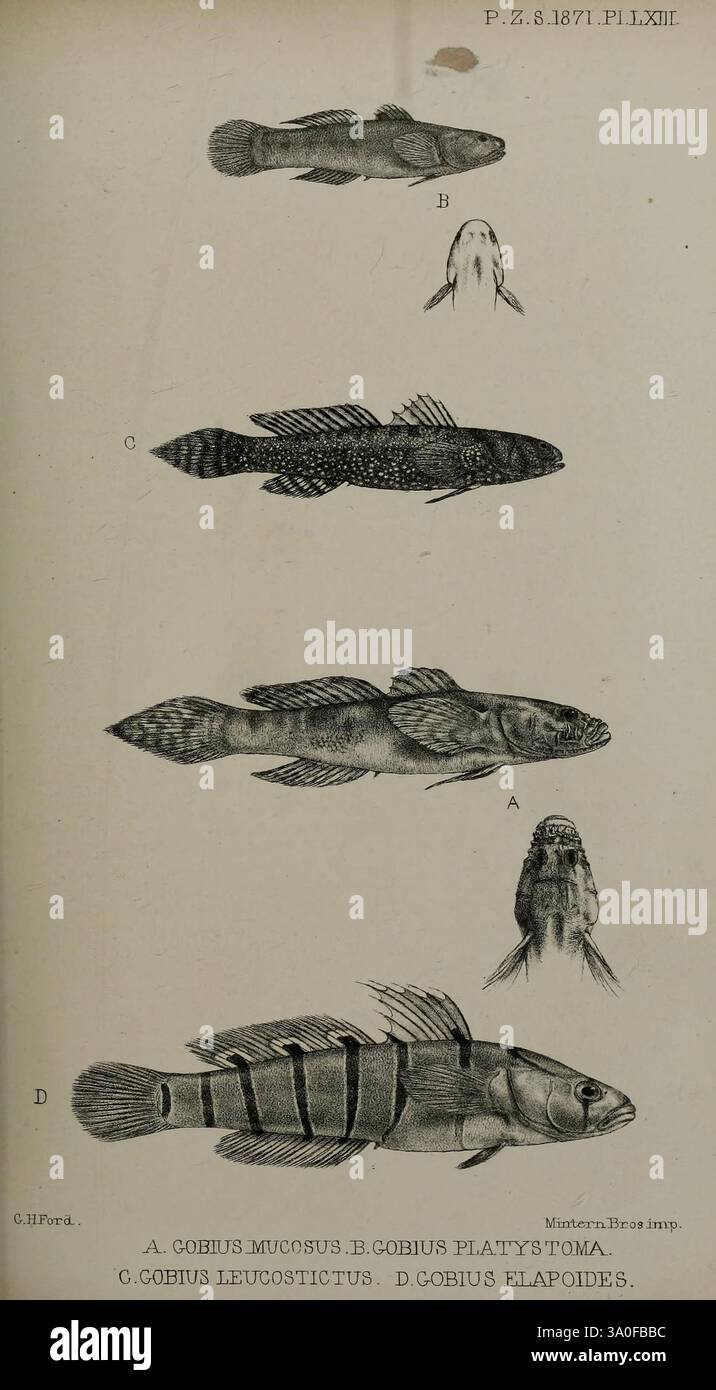 Proceedings of the Zoological Society of London London Academic Press ...
