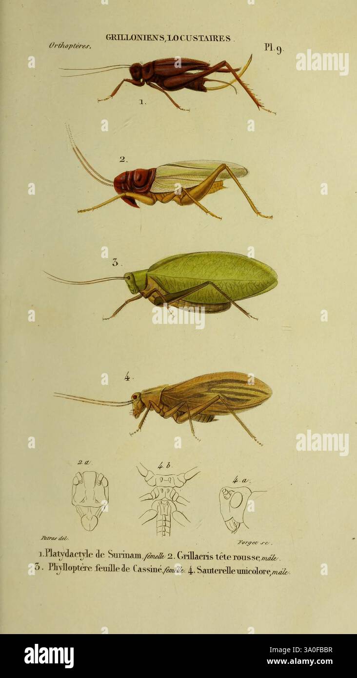 Various species of crickets hi-res stock photography and images - Alamy