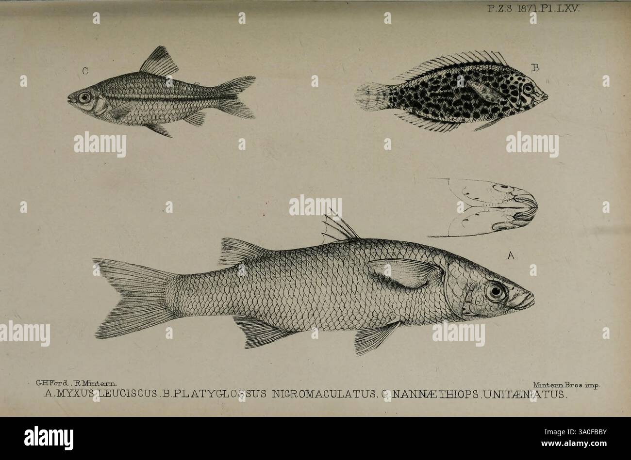 Exhibiting distinct scales hi-res stock photography and images - Alamy