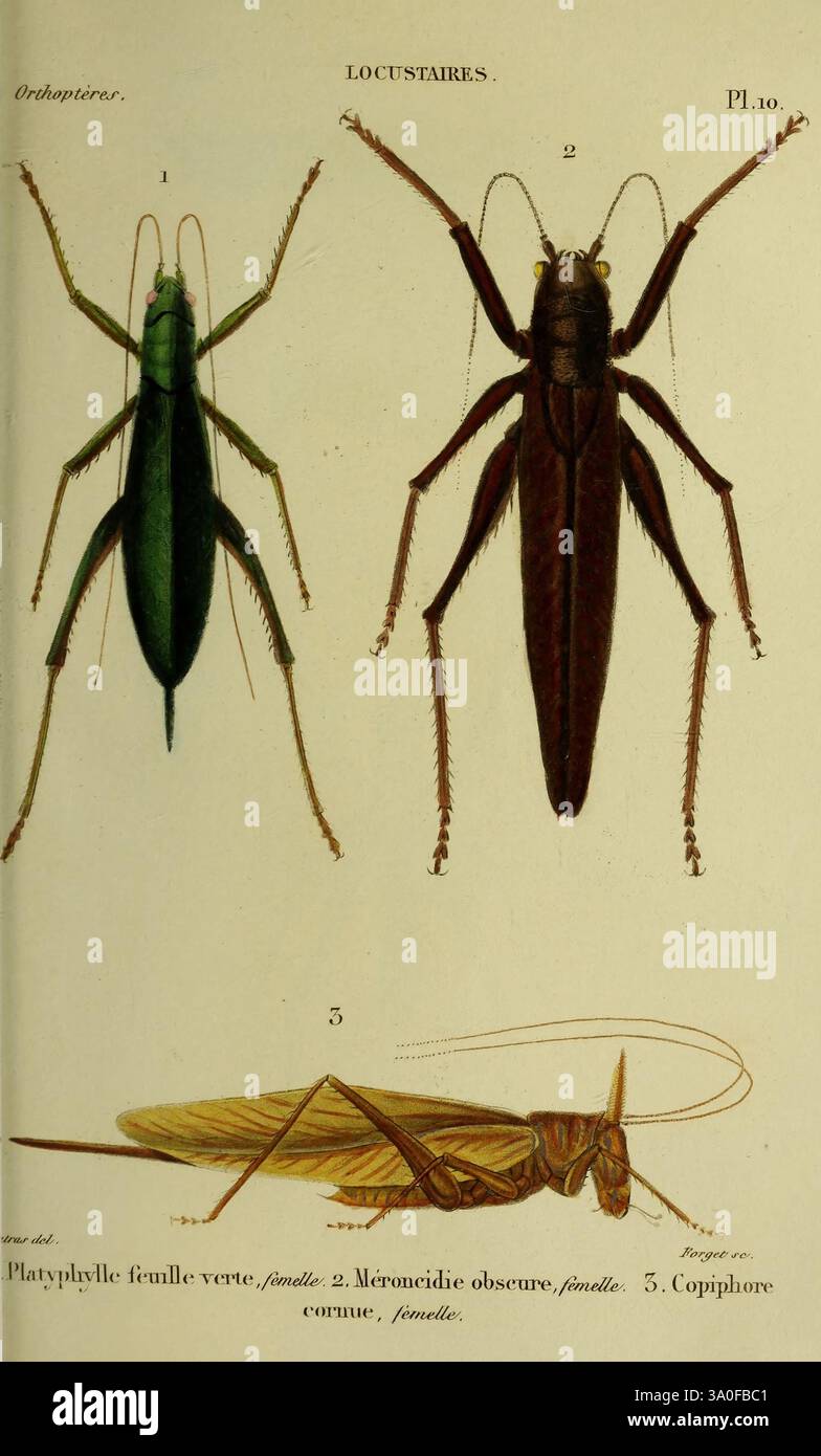 Histoire Naturelle Des Insectes Paris Librairie Encylopédique De Roret ...