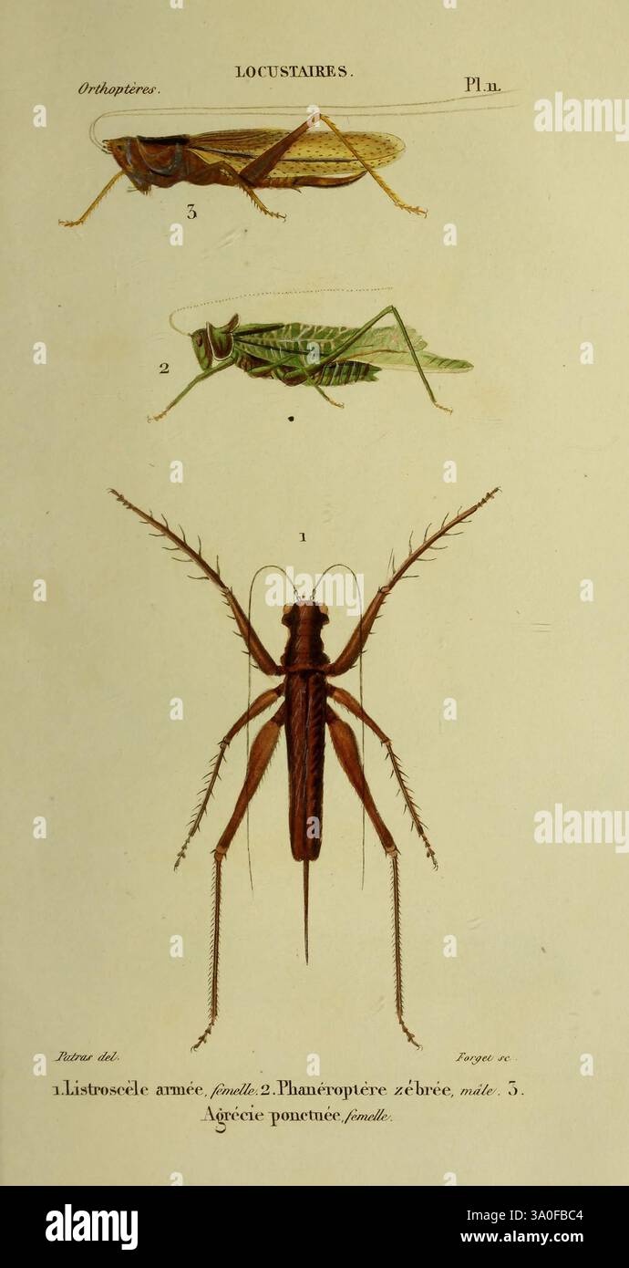 Presenting fine details hi-res stock photography and images - Alamy