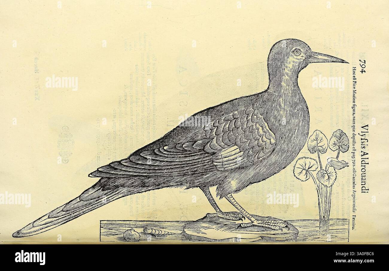 Historia naturalem in gymnasio bononiensi profitentis hi-res stock ...