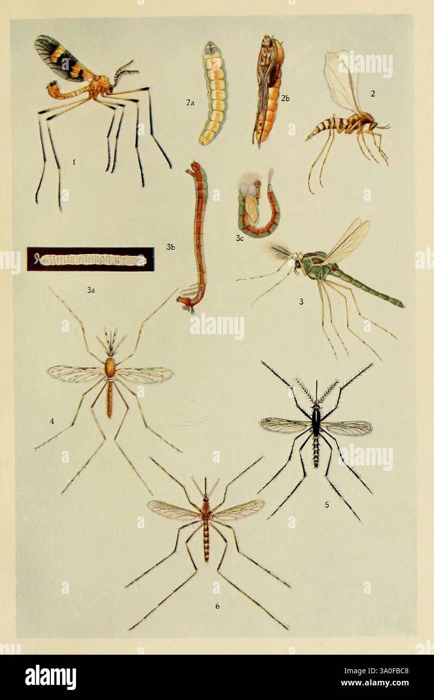 Showcases various species of mosquitoes hi-res stock photography and ...
