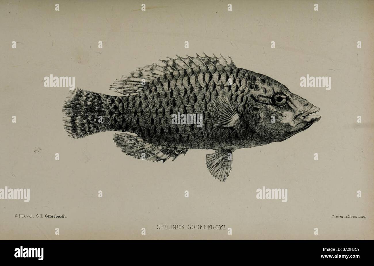 Very slightly forked tail hi-res stock photography and images - Alamy
