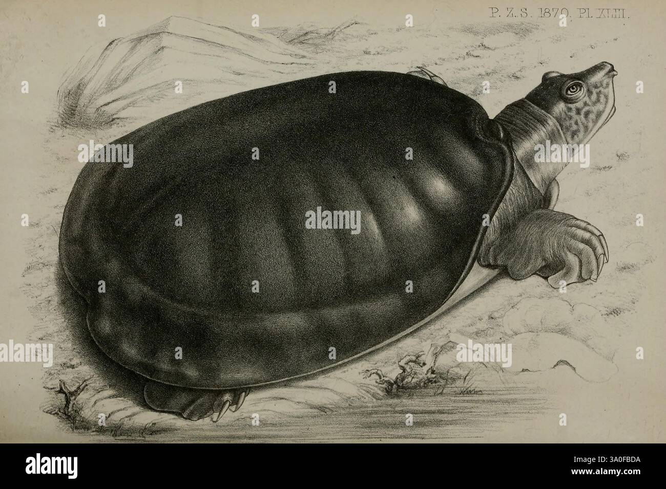 Proceedings of the Zoological Society of London, London, Academic Press ...