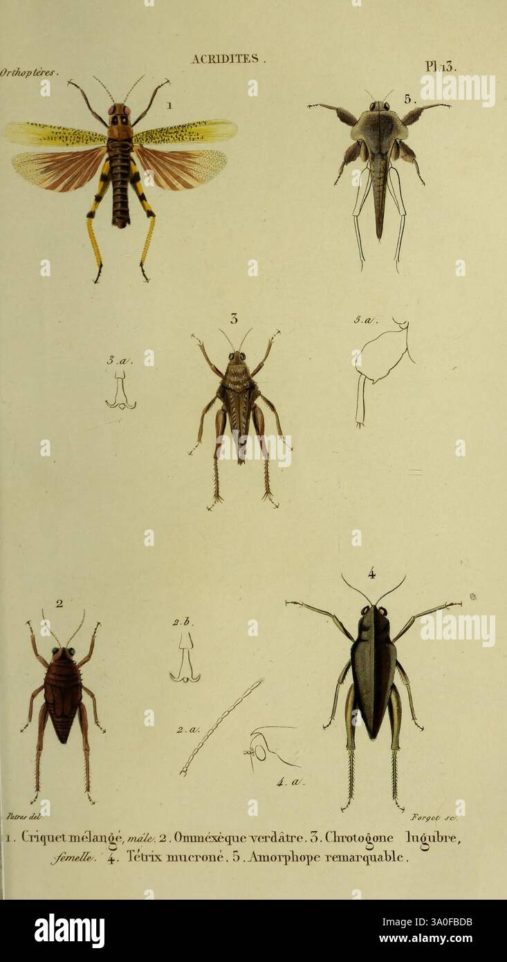 Another species of grasshopper hi-res stock photography and images - Alamy