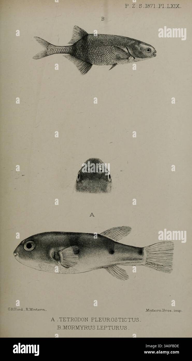 Tetraodon pleurostictus hi-res stock photography and images - Alamy