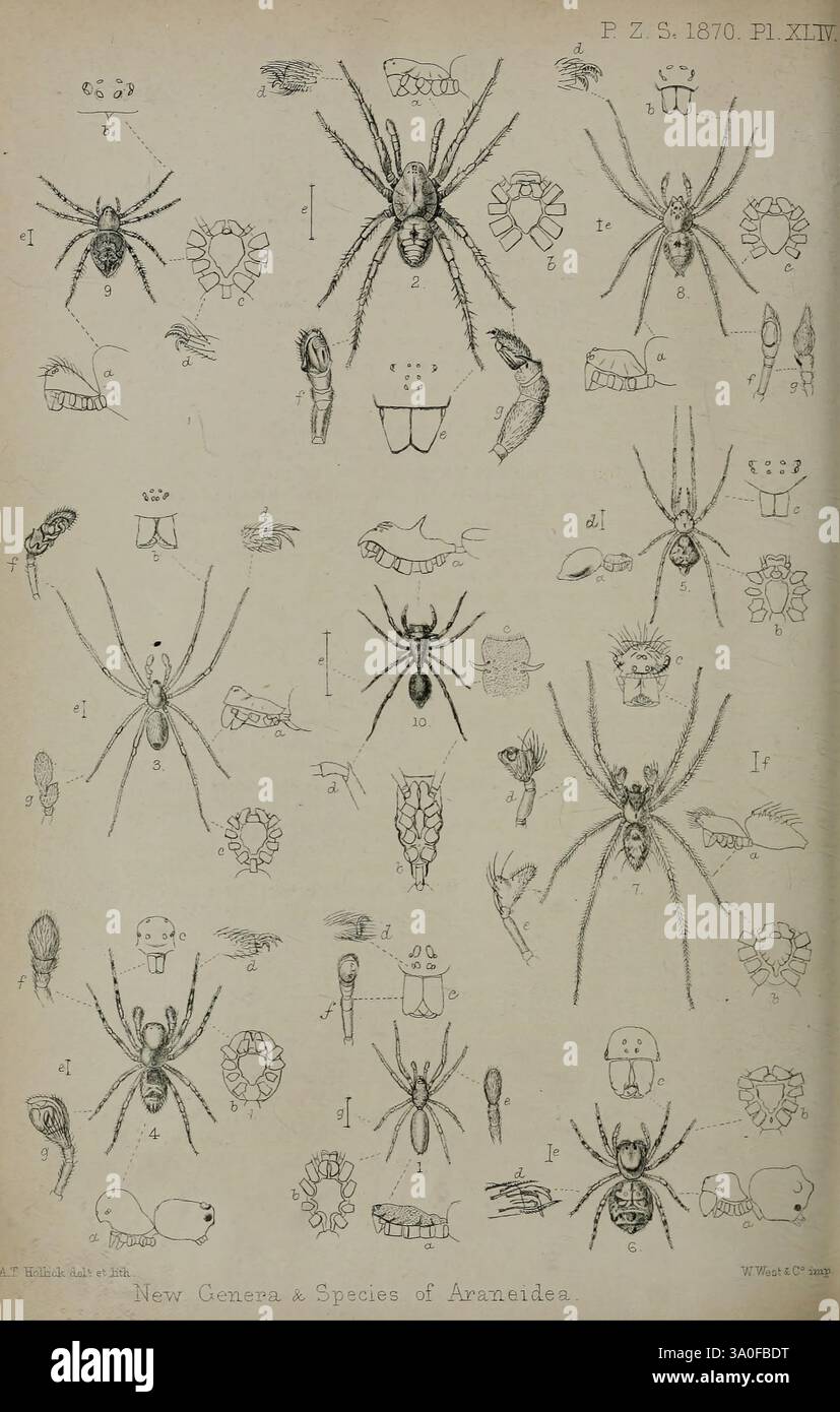 Diverse morphology of spiders hi-res stock photography and images - Alamy