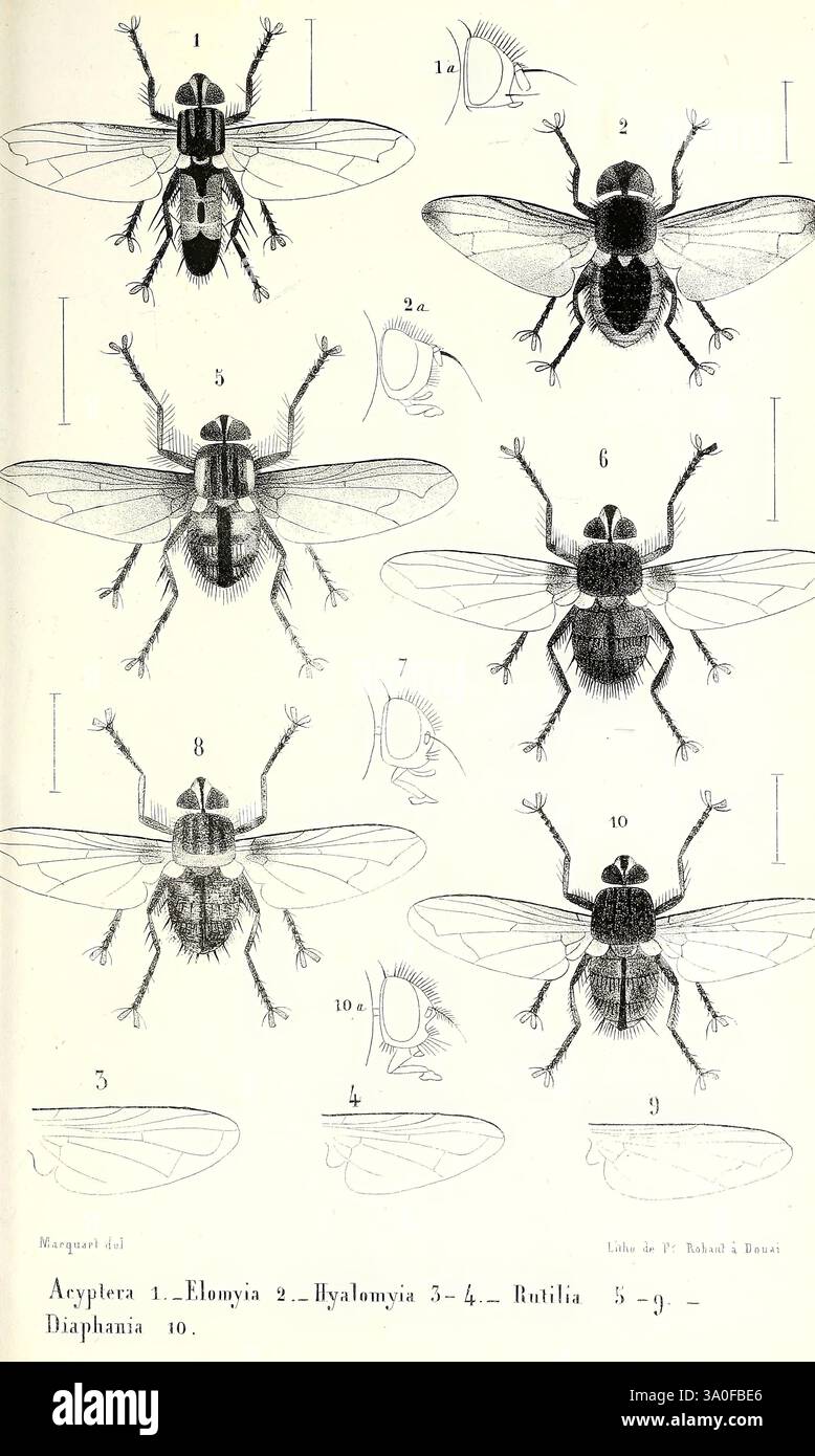 Side comparison of different fly types hi-res stock photography and ...