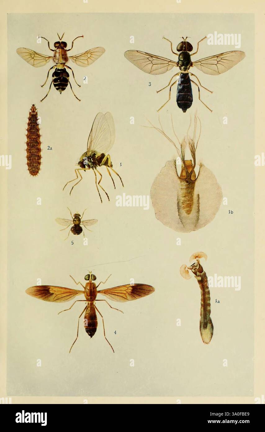 Various adult flies hi-res stock photography and images - Alamy