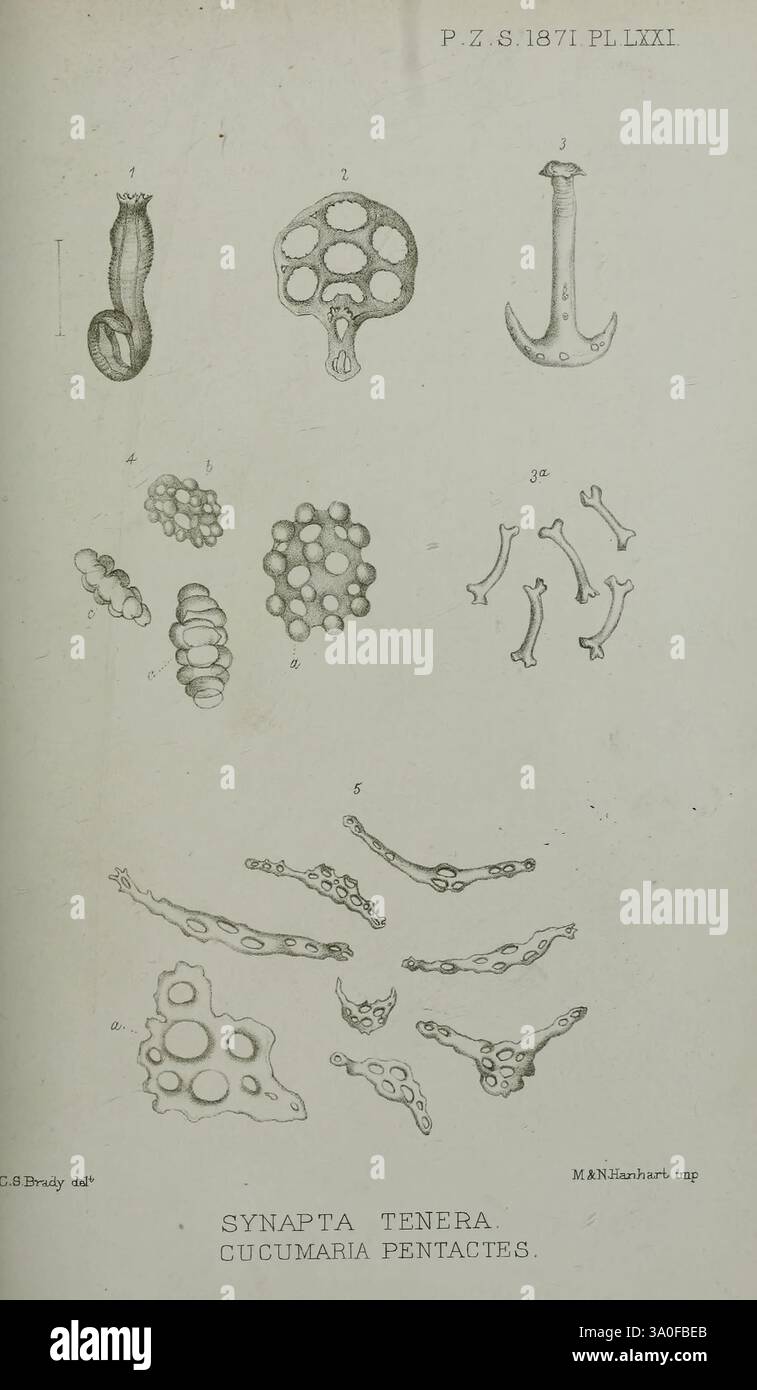 Series of segmented appendages hi-res stock photography and images - Alamy