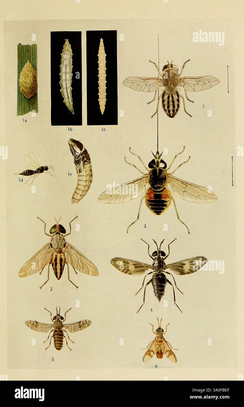 Side comparison of different insects hi-res stock photography and ...