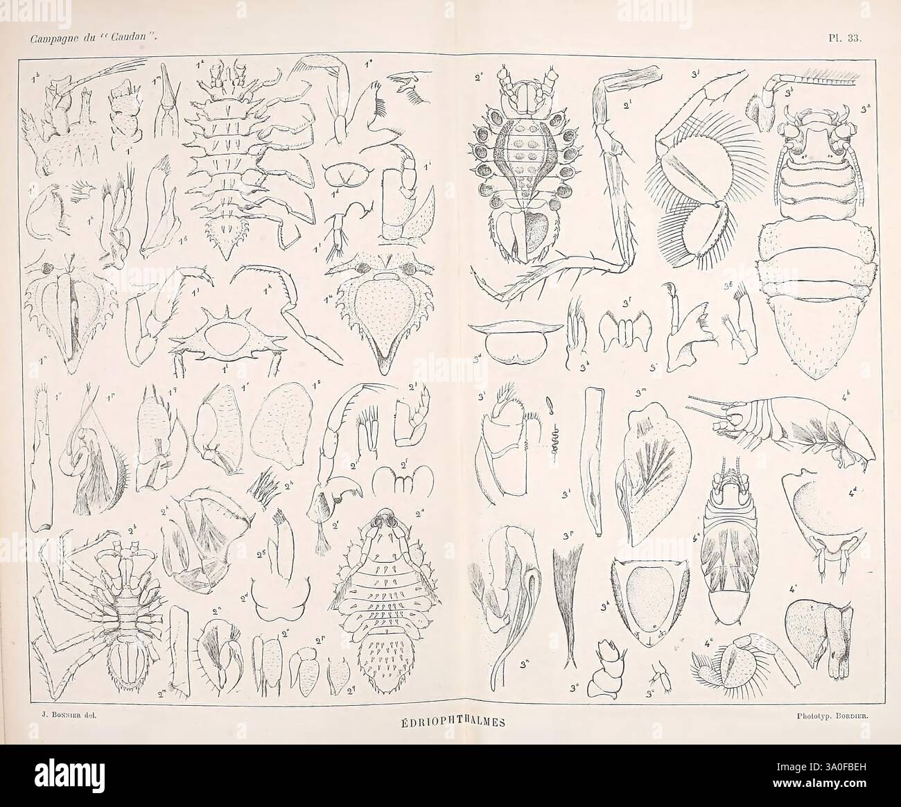 Depictions of different types of shells hi-res stock photography and ...