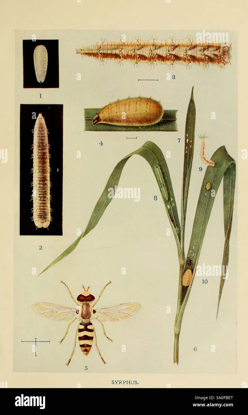 Indian Insect Life Calcutta Thacker, Spink & Co. W. Thacker & Co. 2 ...