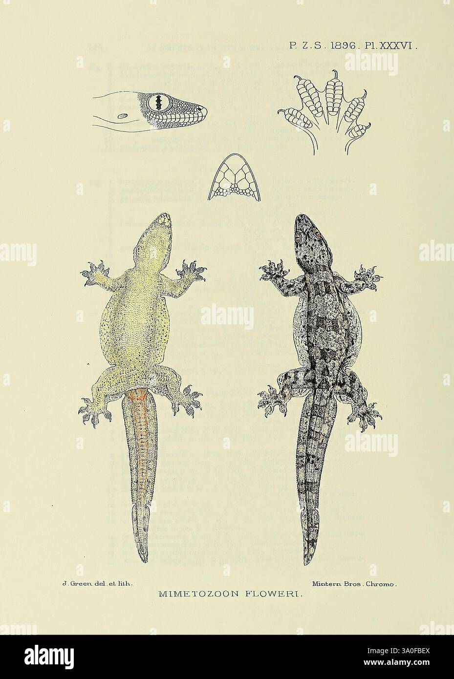 Illustration features two distinct species of reptiles hi-res stock ...