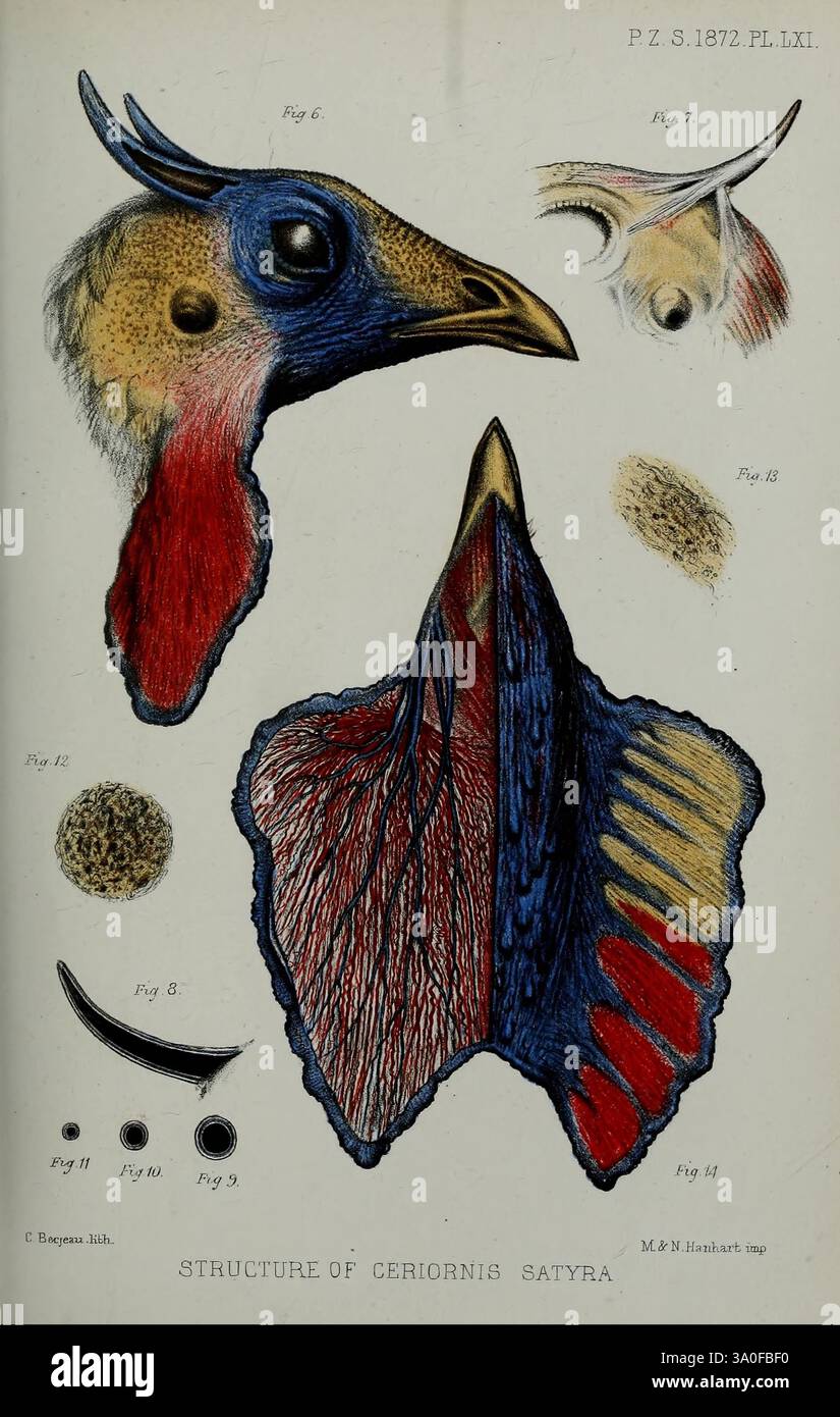 Proceedings of the Zoological Society of London, London, Zoological ...