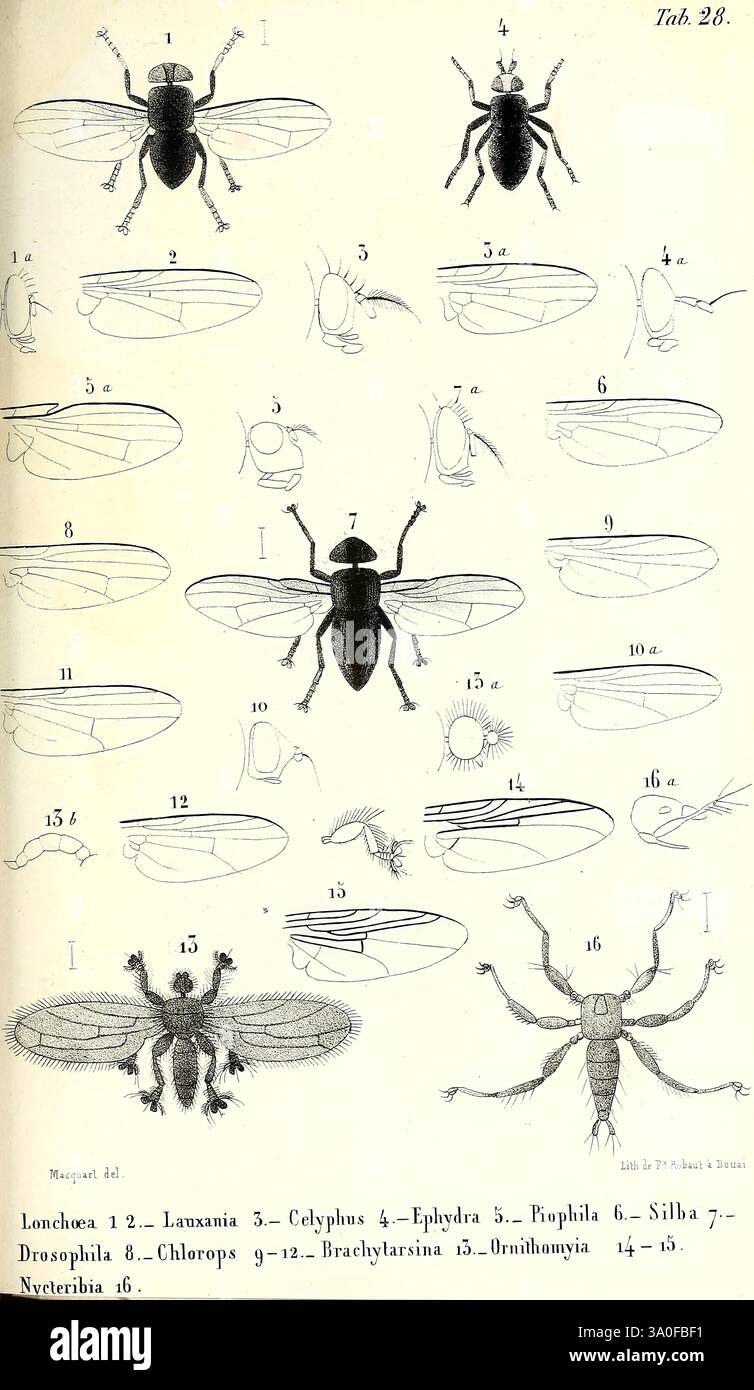Numbered diagrams of different fly types hi-res stock photography and ...