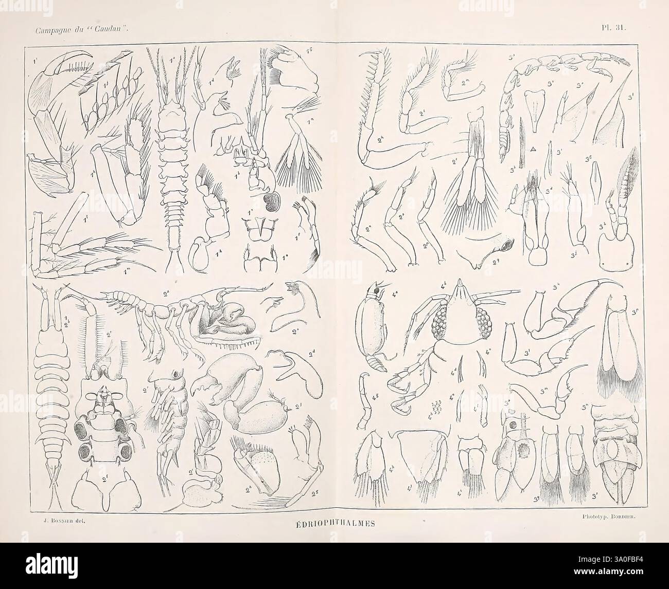 Segmented bodies of different types of isopods hi-res stock photography ...